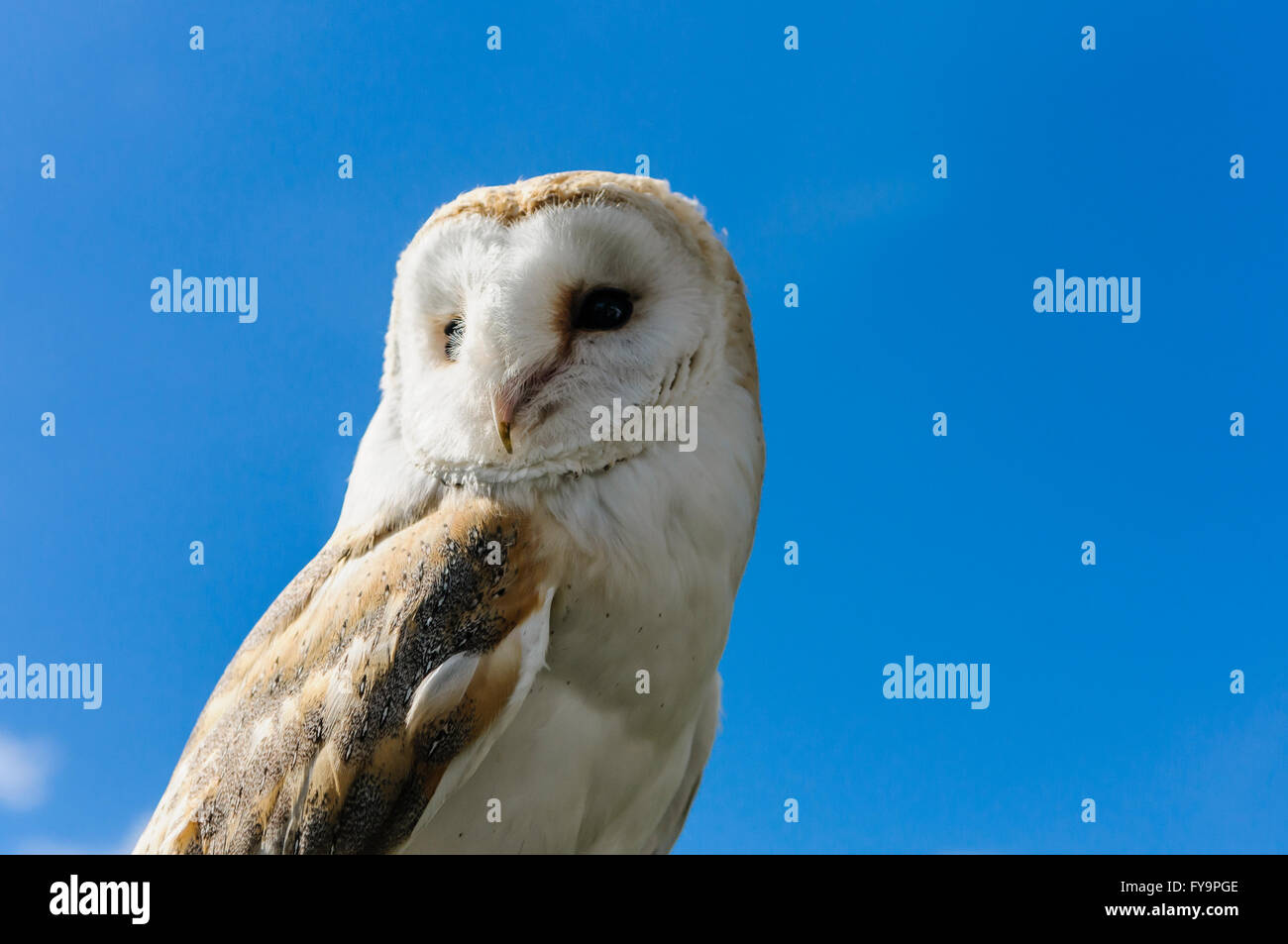 An Irish barn owl against a blue sky Stock Photo - Alamy