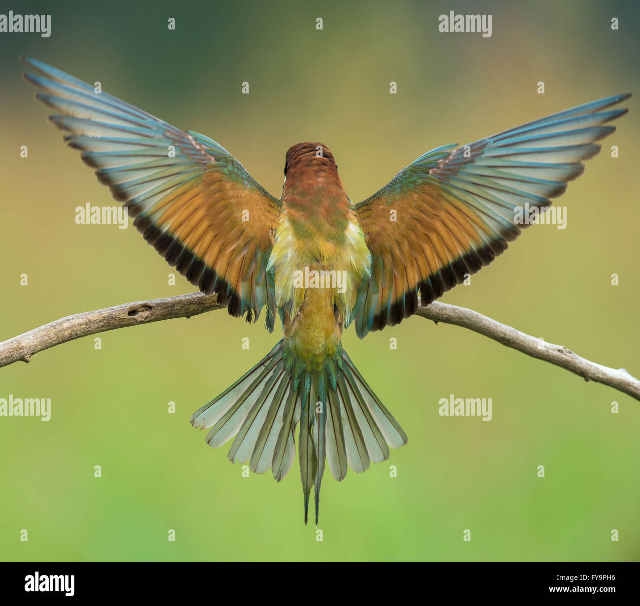 Bee-eater (also called merops apiaster) spreading wings on a branch ...