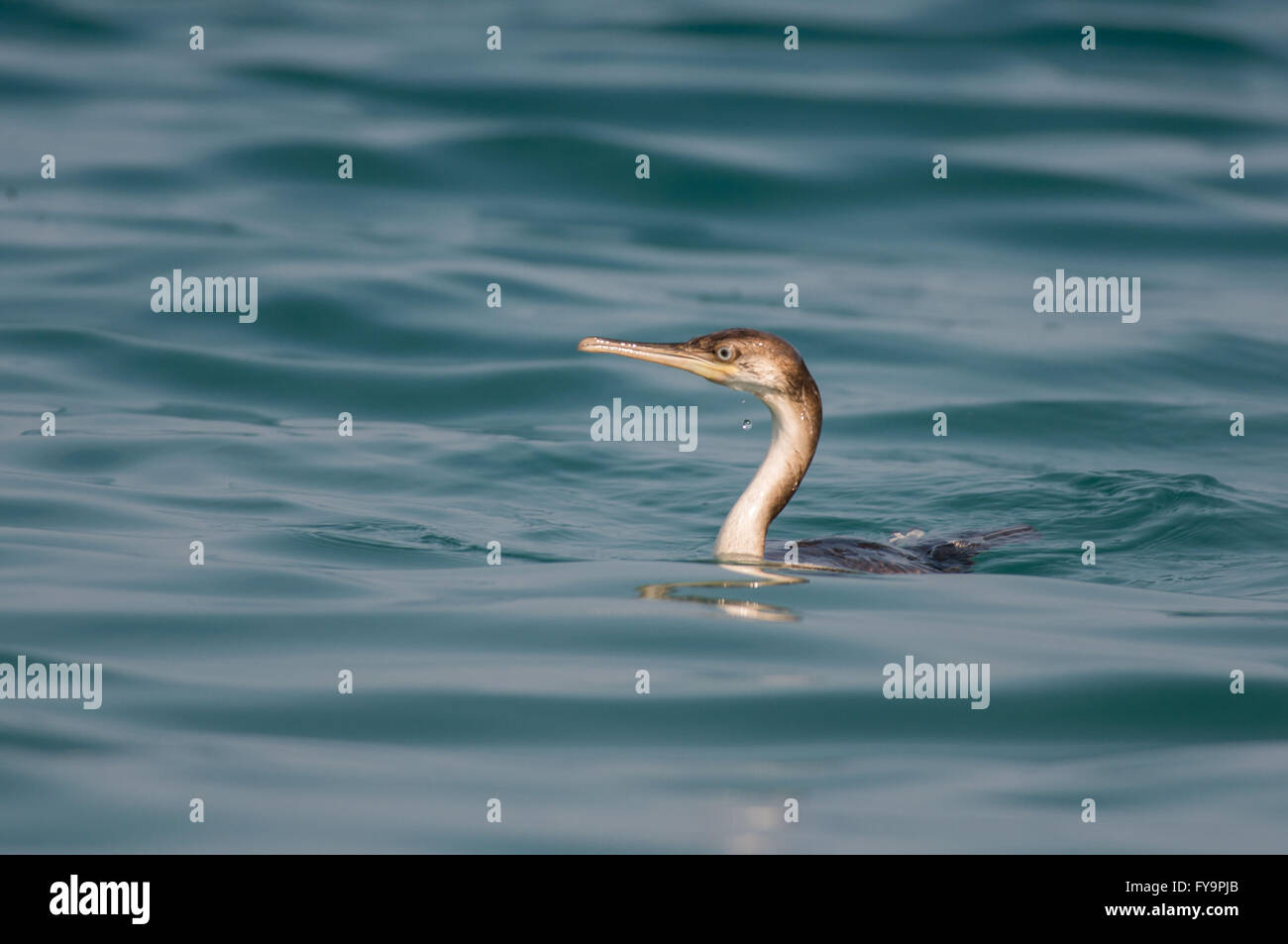 Cormorant swimming in the mediterranean sea Stock Photo - Alamy