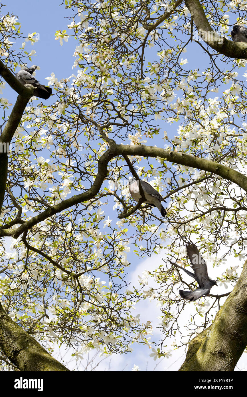 Pigeons in a Magnolia tree Stock Photo - Alamy