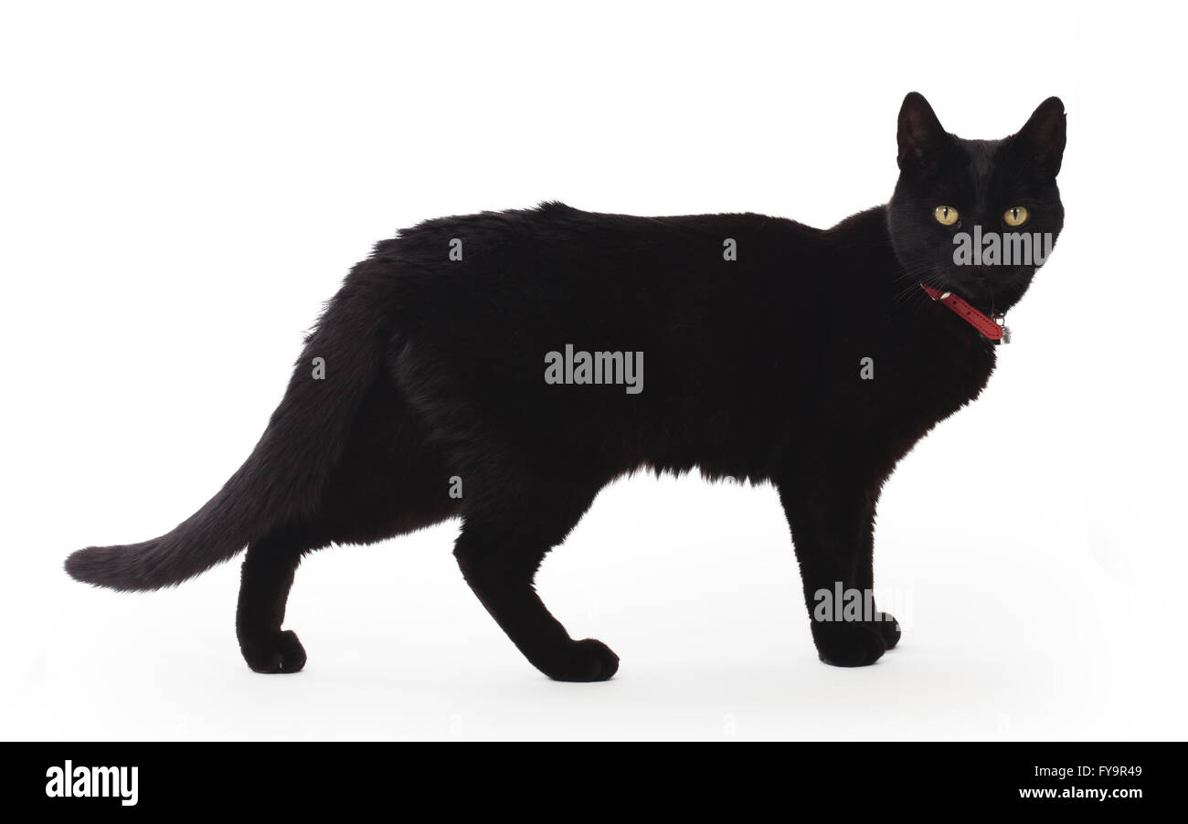 Black Cat standing and looking at the camera, isolated on white Stock ...