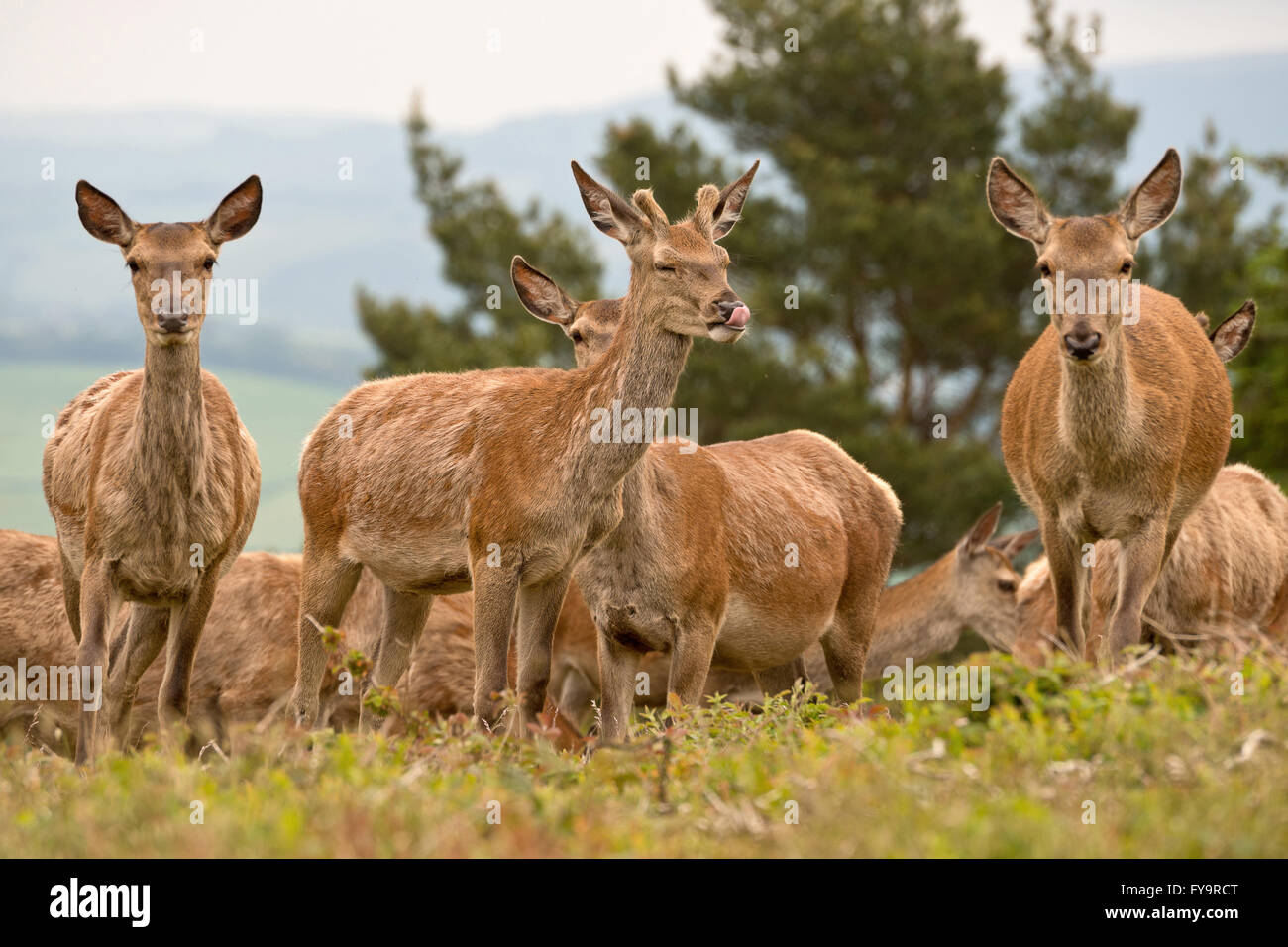 A group of several red deer hinds and a stag standing in a clearing on ...