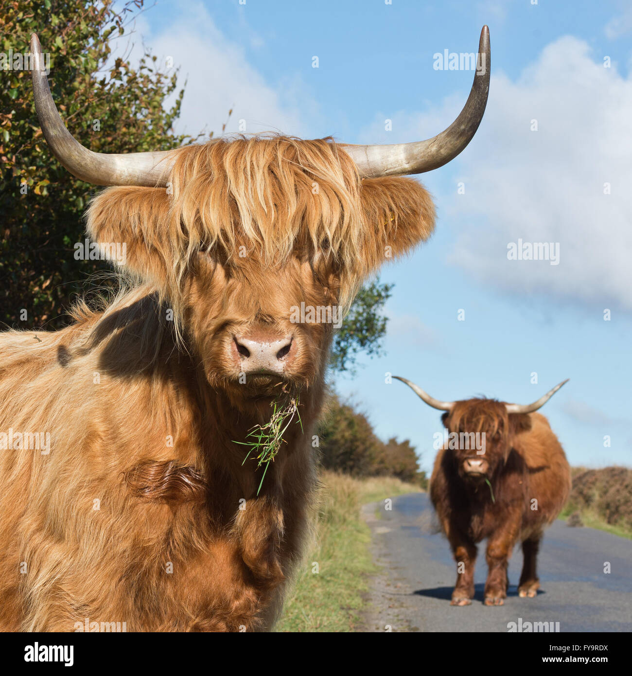 Two Longhorn Highland cattle grazing on the side of a road on Exford ...