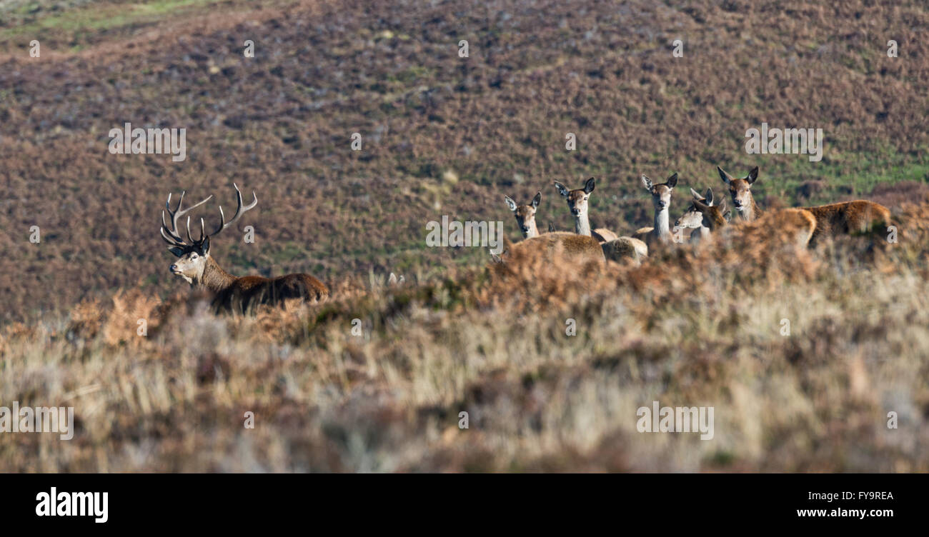 A red deer stag with a group of hinds on the hills during the rutting ...