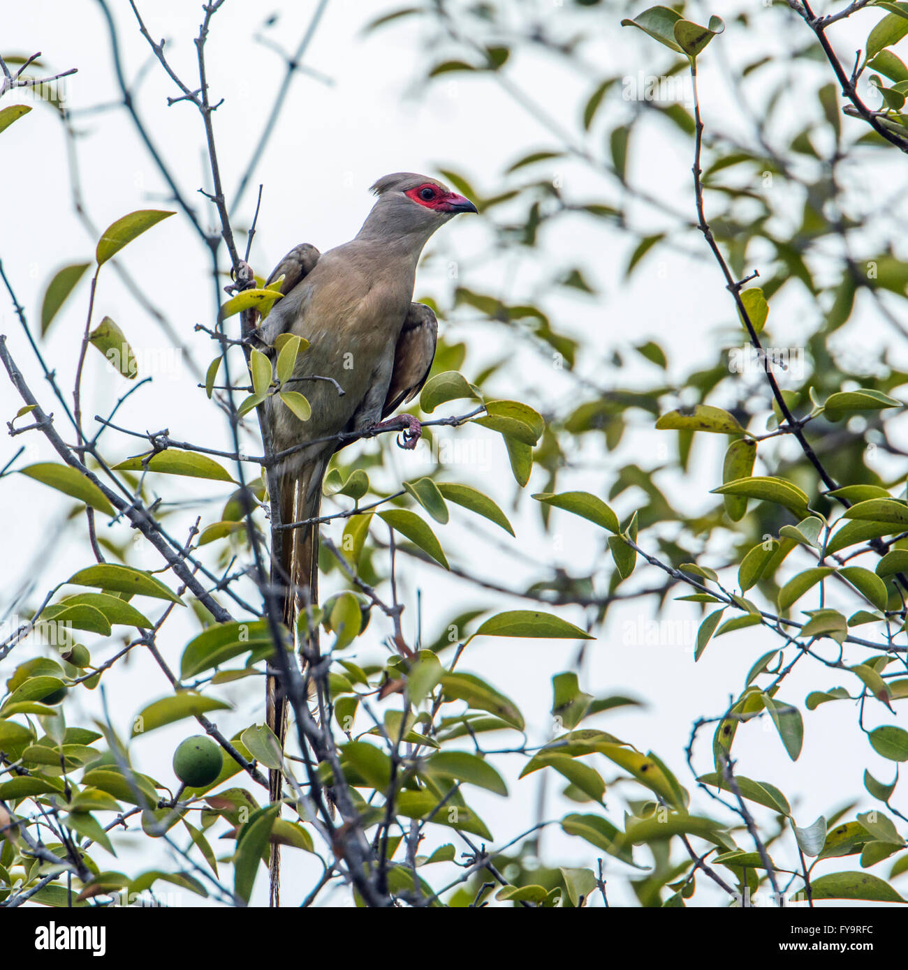 Red-faced mousebird in Kruger national park, South Africa ; specie ...