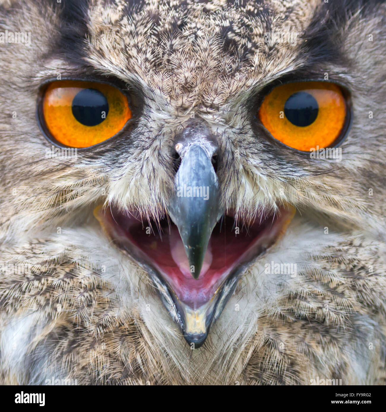 close-up head shot of an Eagle owl taken at The Barn Owl Centre of ...