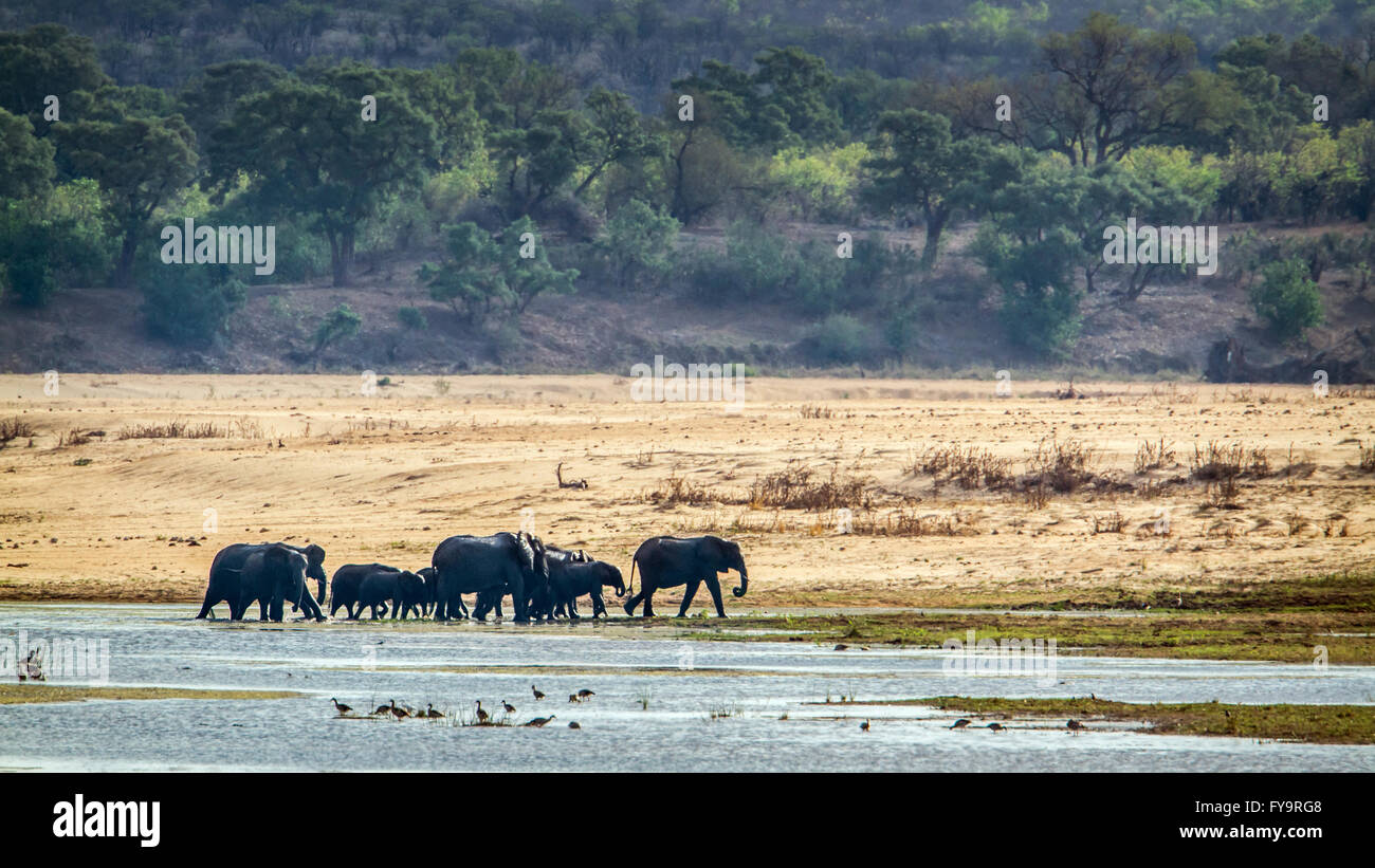 African bush elephant in Kruger national park, South Africa ; Specie ...