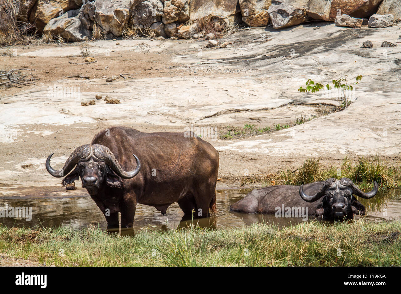African wild buffalo in Kruger national park, South Africa ; Specie ...
