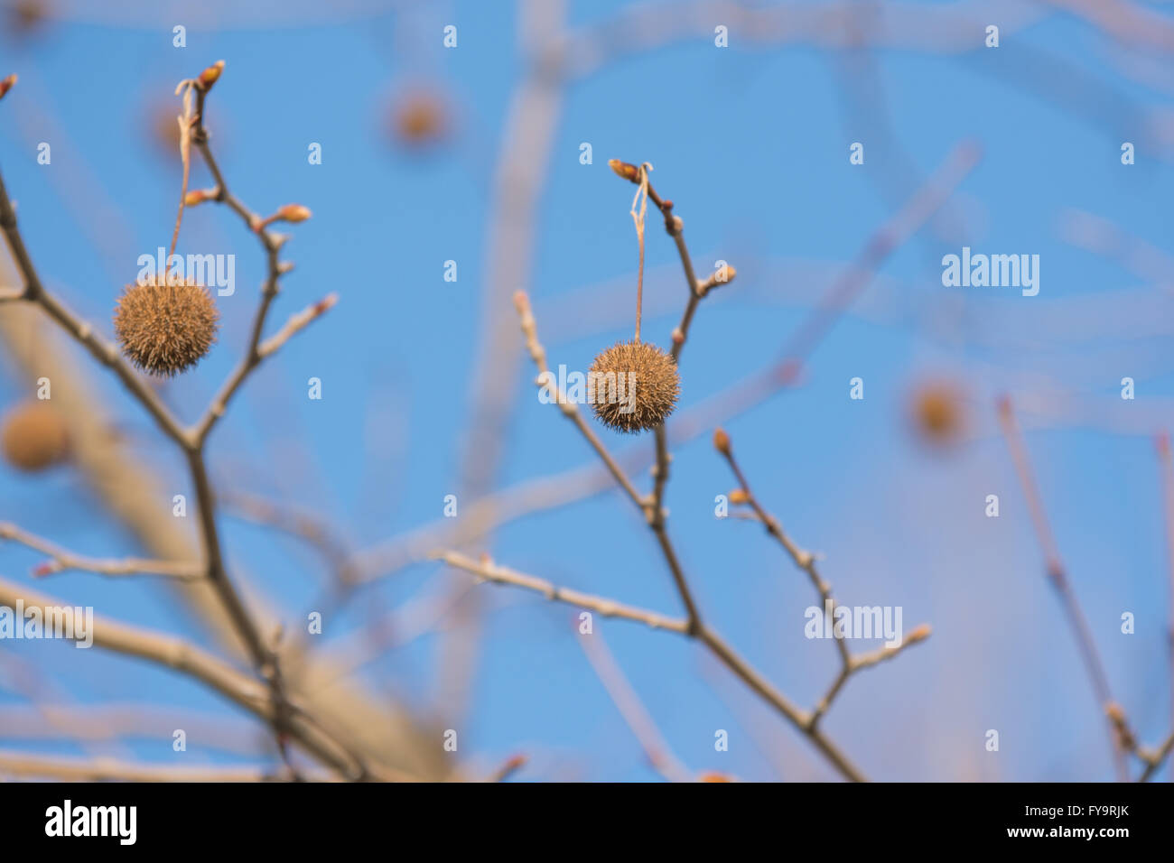 Tree Fruits Platanus Planetree against the sky Stock Photo - Alamy