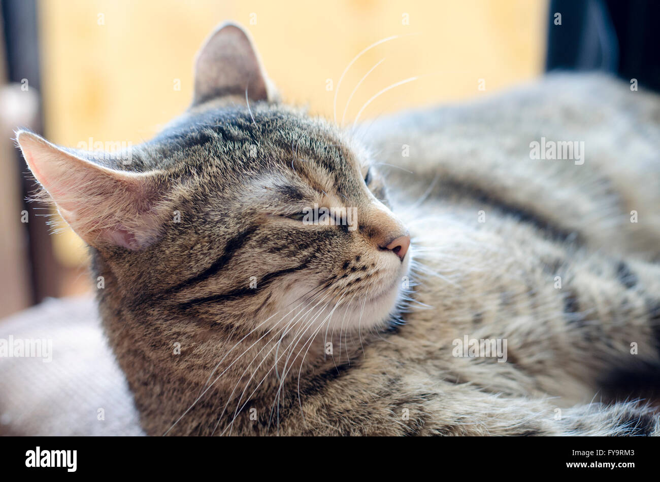 Grey cat laying and sleeping in bed Stock Photo - Alamy