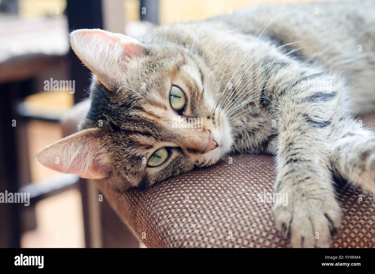 Grey cat laying and sleeping in bed Stock Photo - Alamy