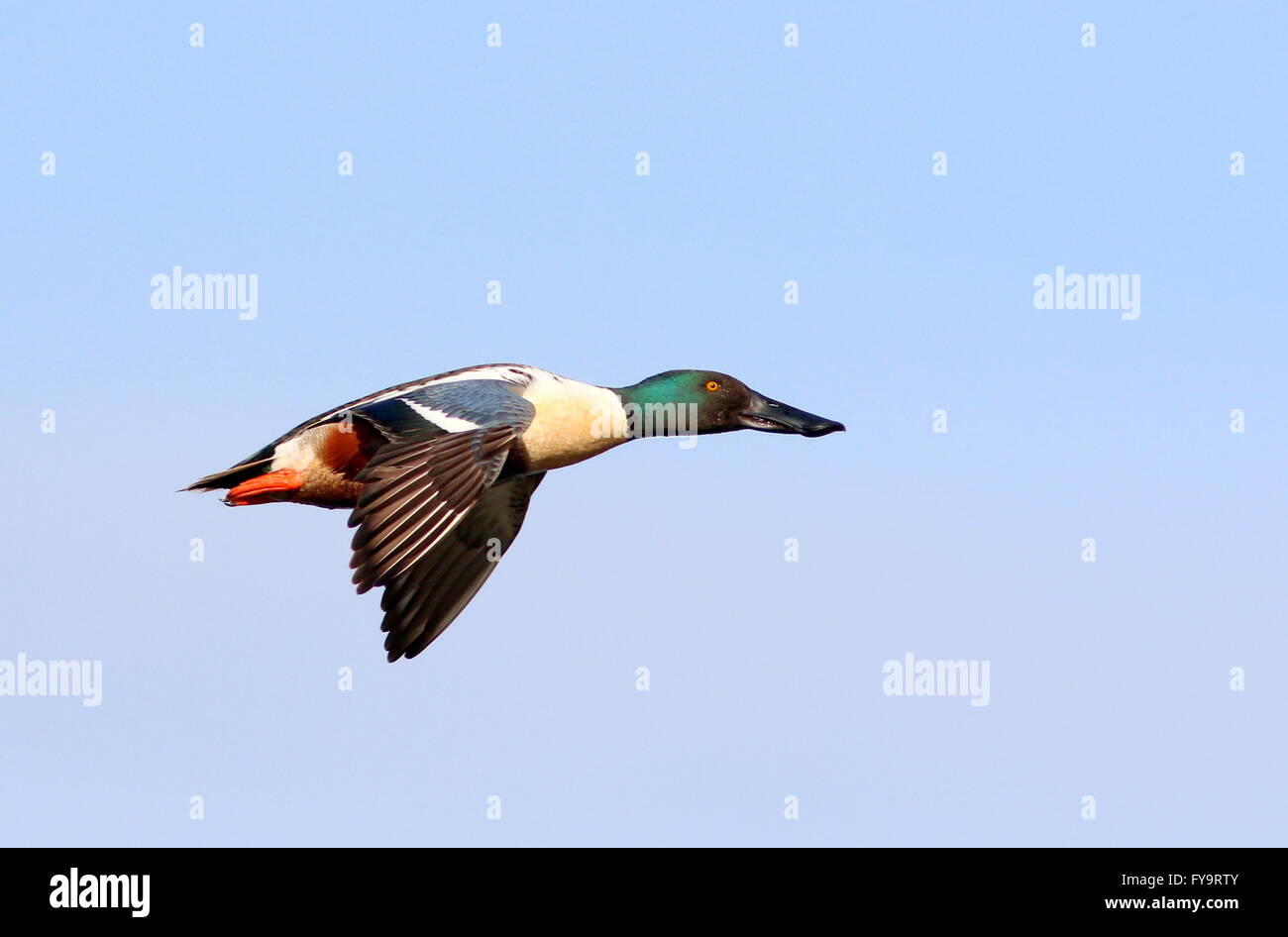 Male Northern Shoveler duck (Spatula clypeata ) in fast flight, set ...