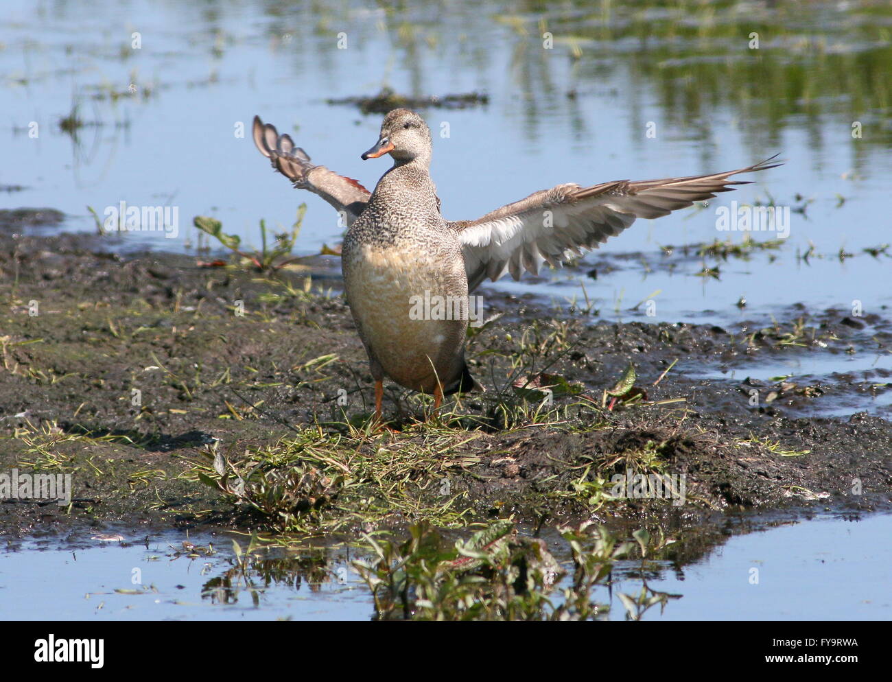 Male European Gadwall duck (Anas strepera) flapping his wings and ...