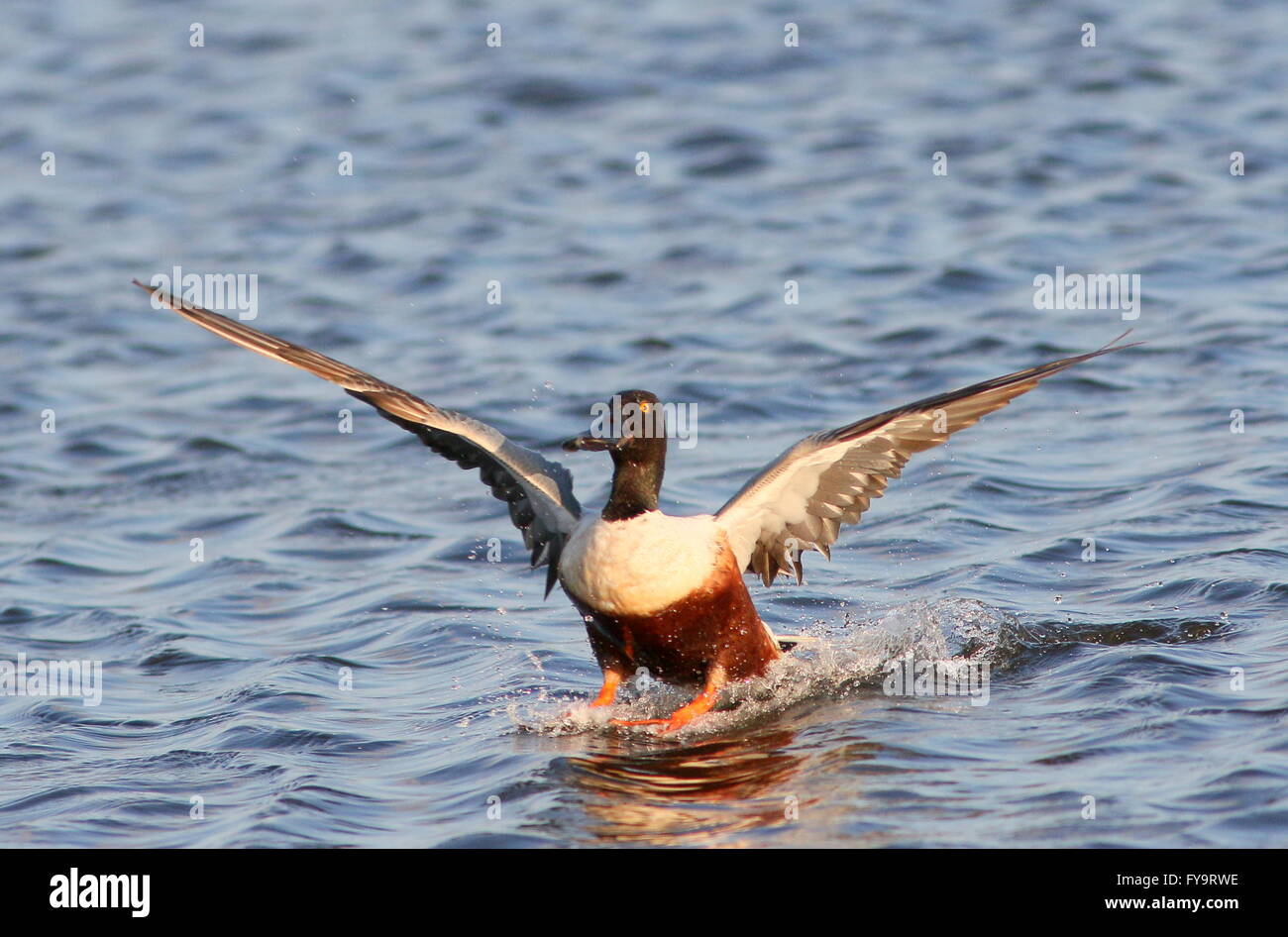 Male Northern Shoveler duck (Anas clypeata) in flight, touching down in ...