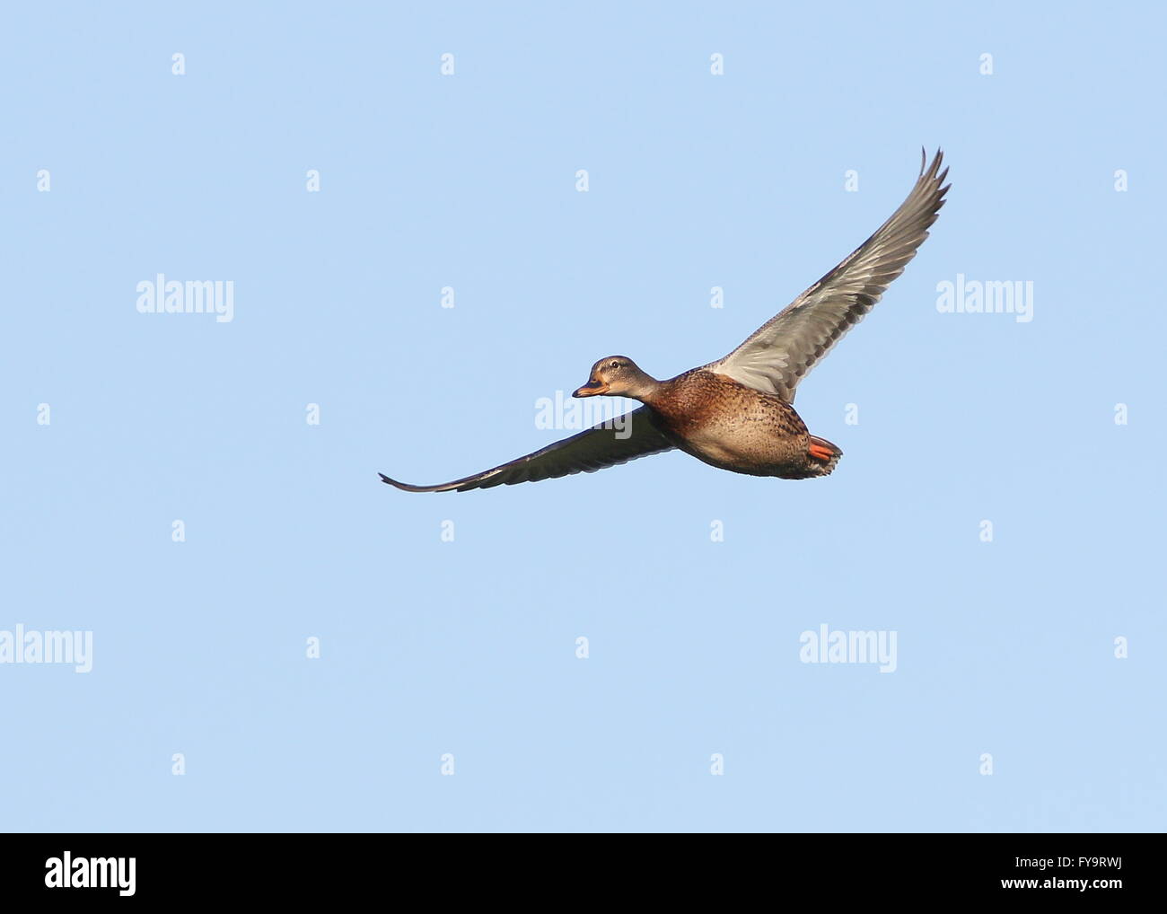 Duck facing camera hi-res stock photography and images - Alamy