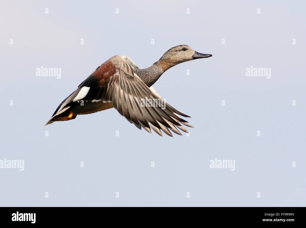Male European Gadwall duck (Anas strepera) in fast flight Stock Photo ...