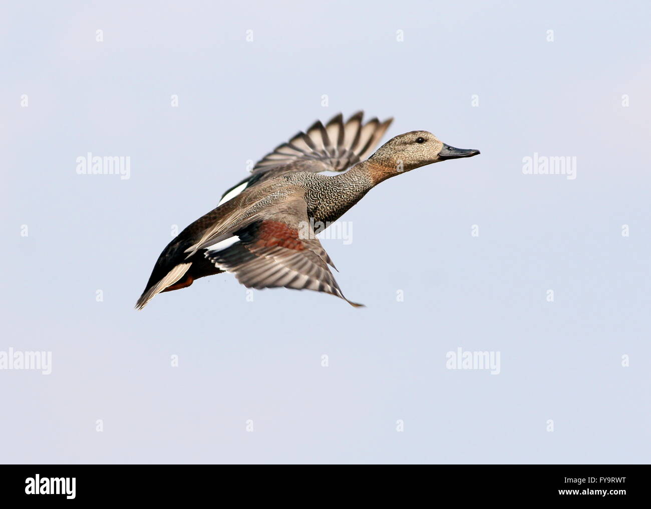 Male European Gadwall duck (Anas strepera) in fast flight Stock Photo ...