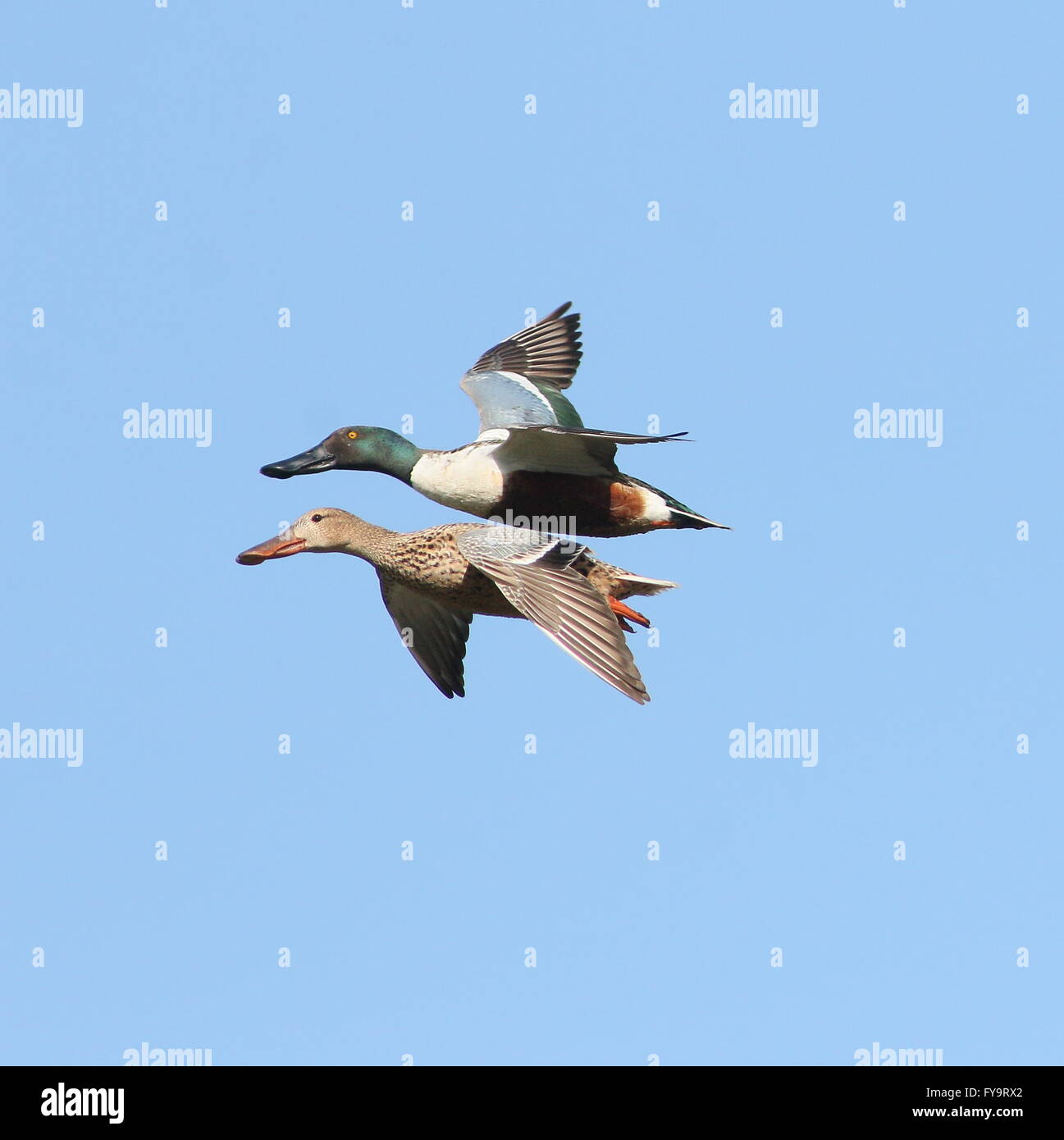 Female northern shoveler in flight hi-res stock photography and images - Alamy