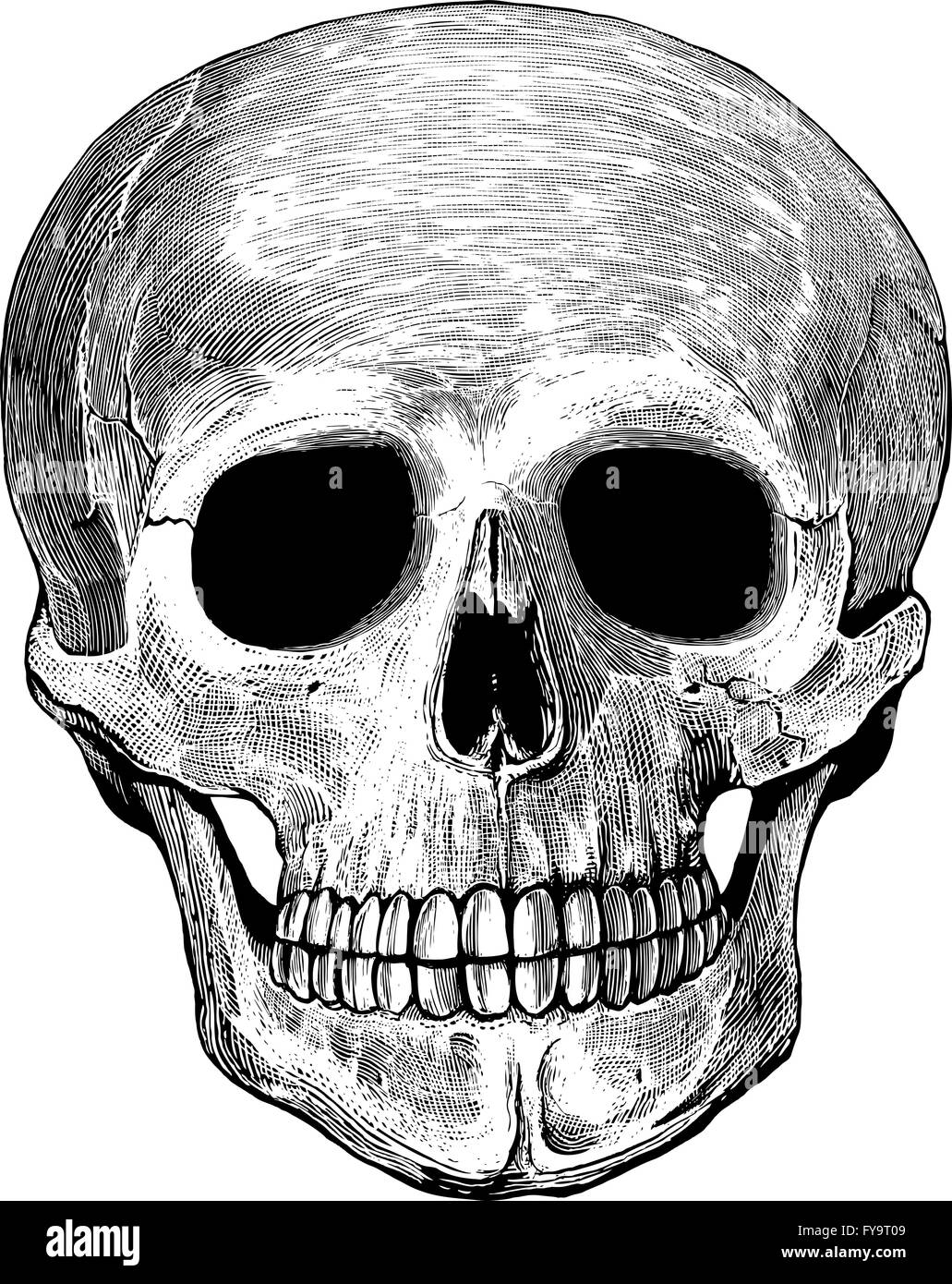Skull in skeleton hand Stock Vector Images - Alamy