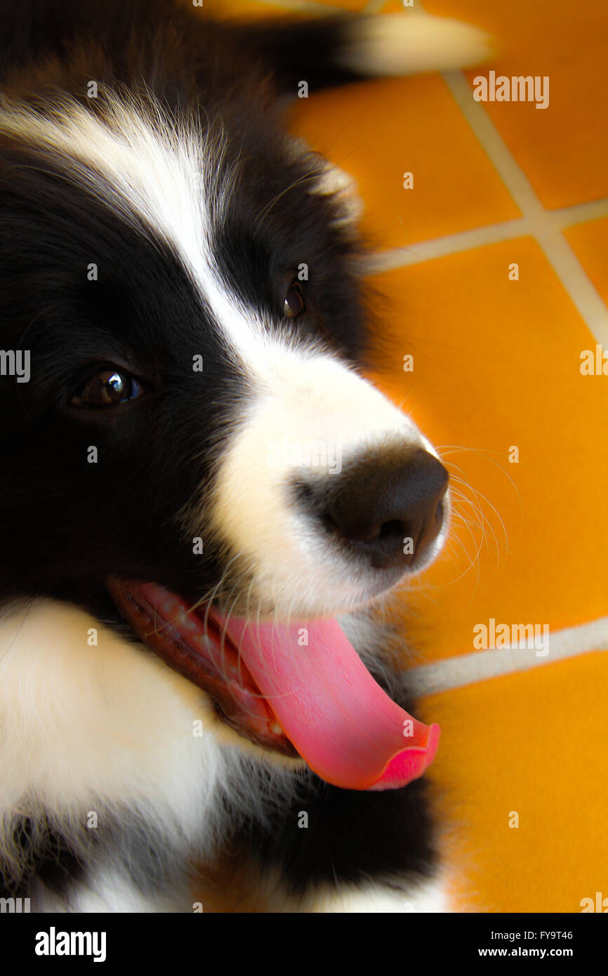 Collie teeth hi-res stock photography and images - Alamy