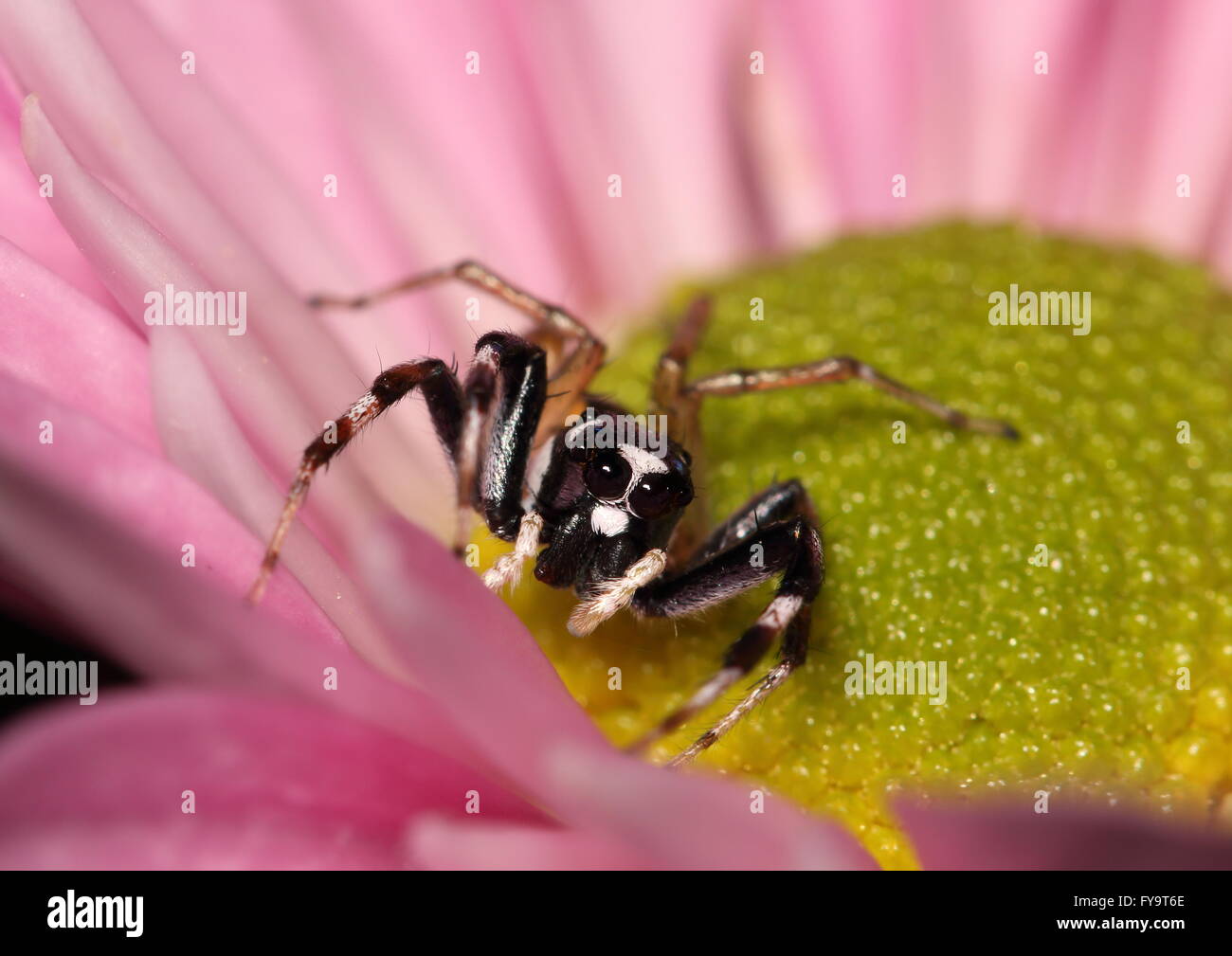Black and white jumping spider caught hiding in the core of a pink ...