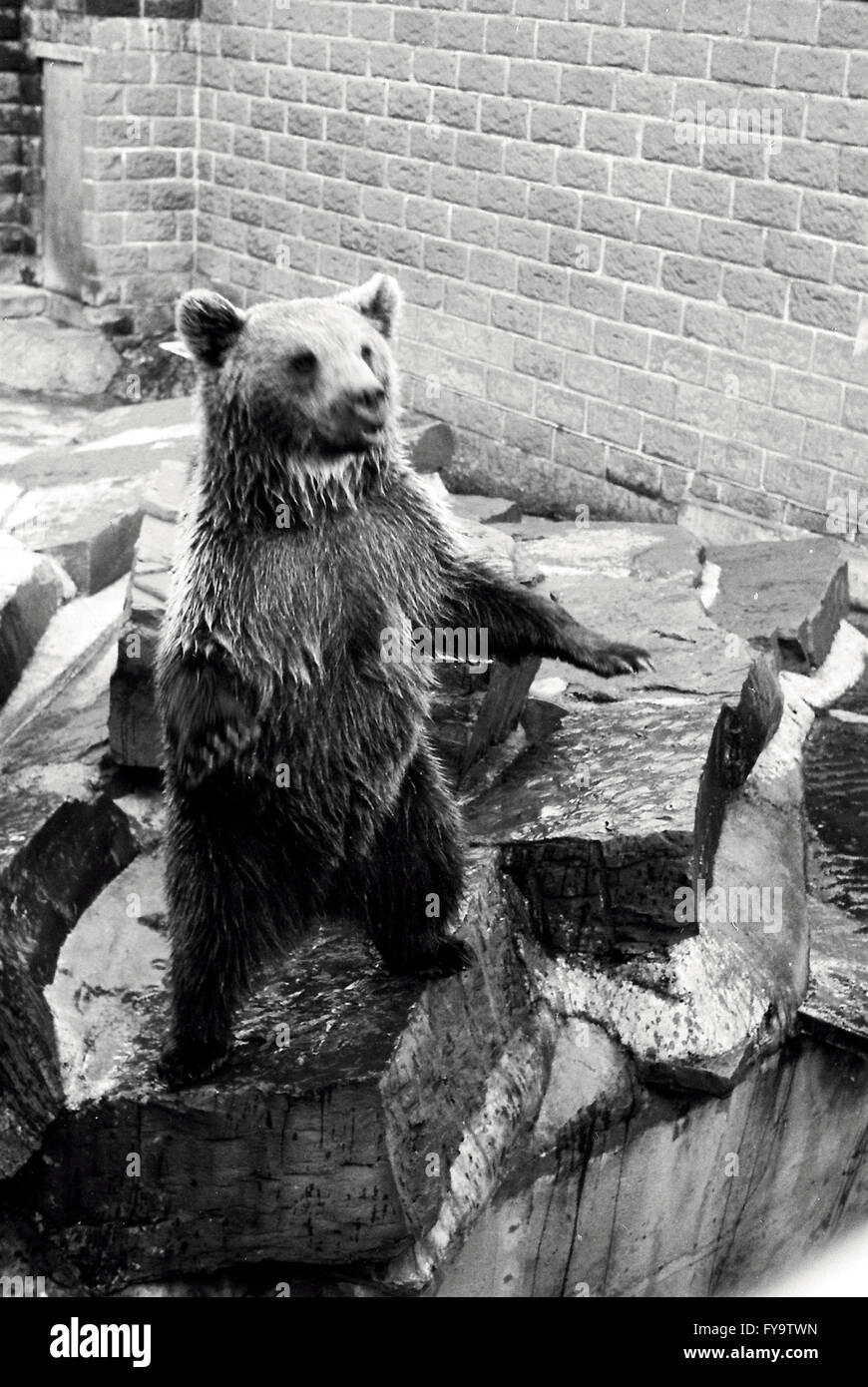 Bear belle vue zoo gorton manchester zoological gardens england hi-res ...