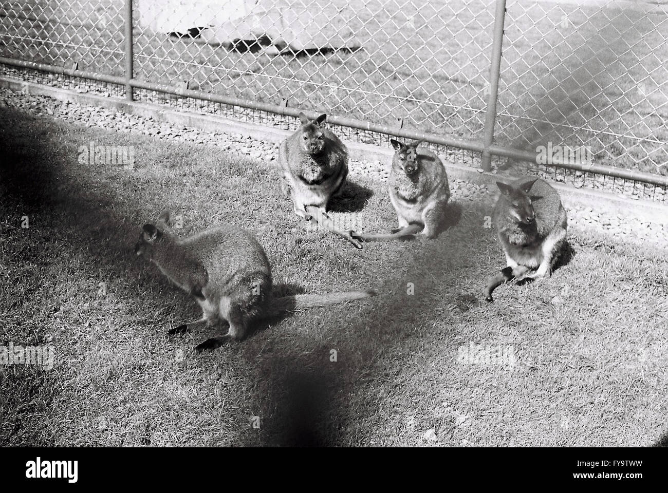 Belle vue zoological gardens hi-res stock photography and images - Alamy