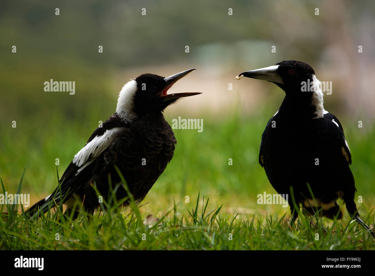 Magpie feeding hi-res stock photography and images - Alamy