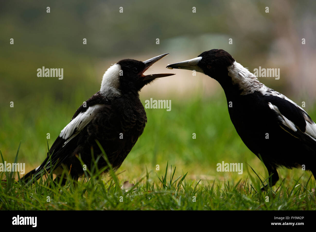 Magpie feeding young (Gymnorthina hypoleuca Stock Photo - Alamy