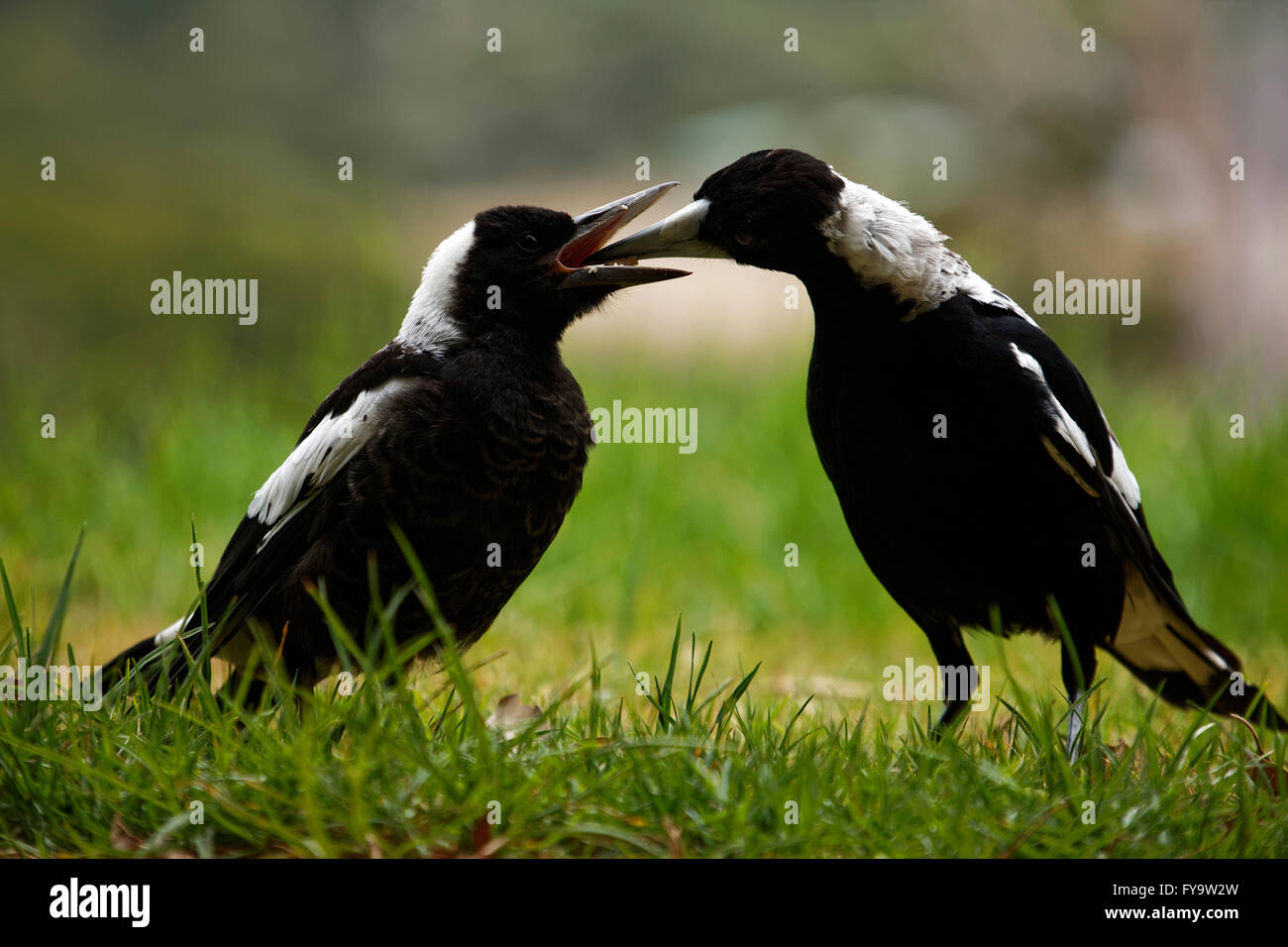 Magpie feeding birds hi-res stock photography and images - Alamy