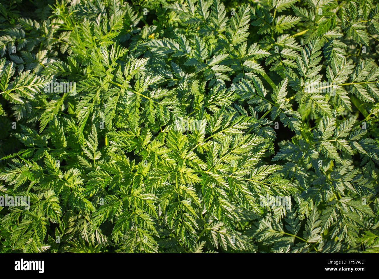 Fresh spring green color of leaves of plants and grasses Stock Photo ...