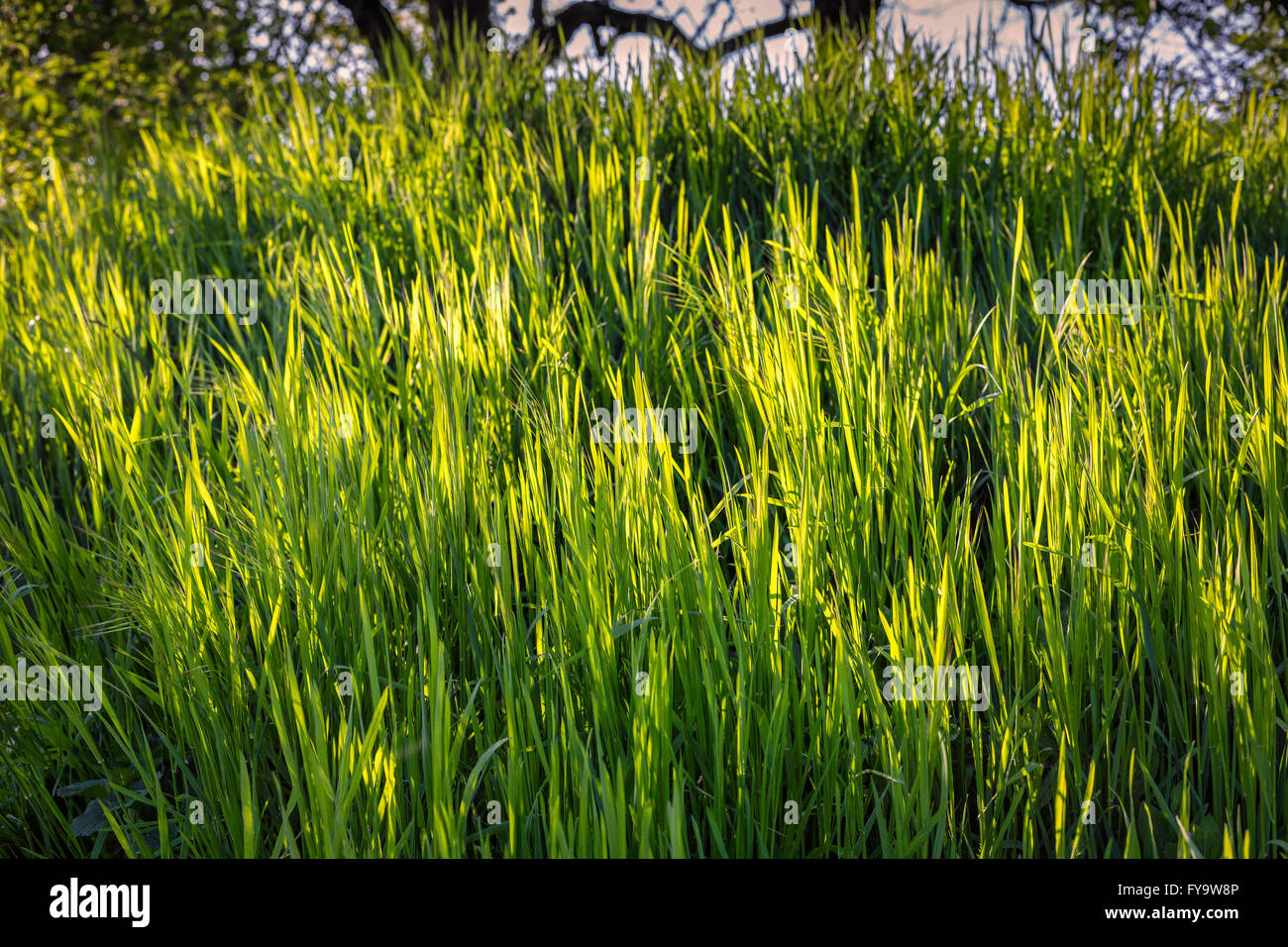 Fresh spring green color of leaves of plants and grasses Stock Photo ...