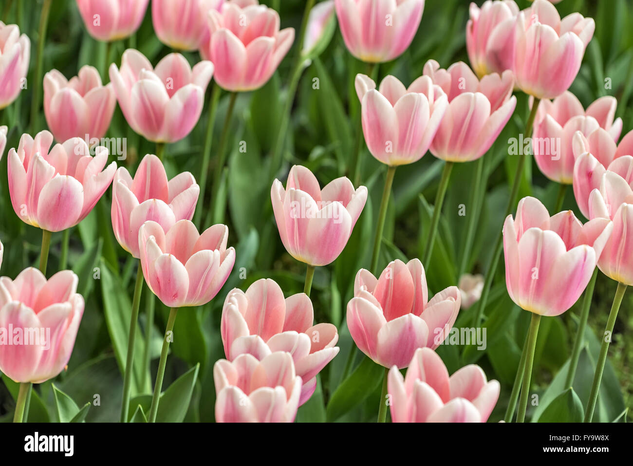 Pink and white tulips flowering Stock Photo - Alamy