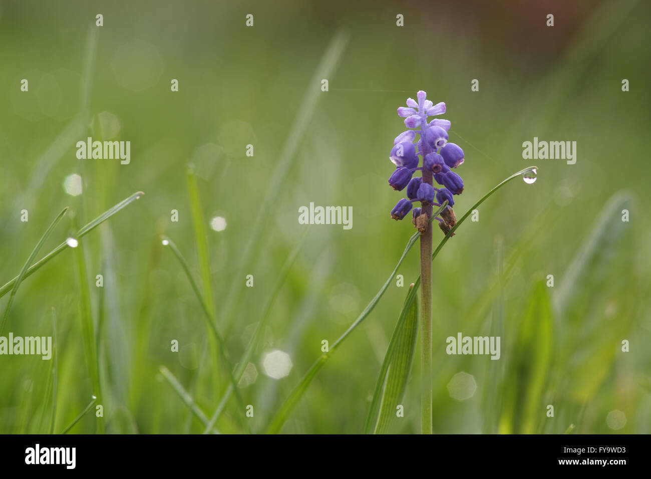 Blue spring flowers grape hyacinth Stock Photo - Alamy