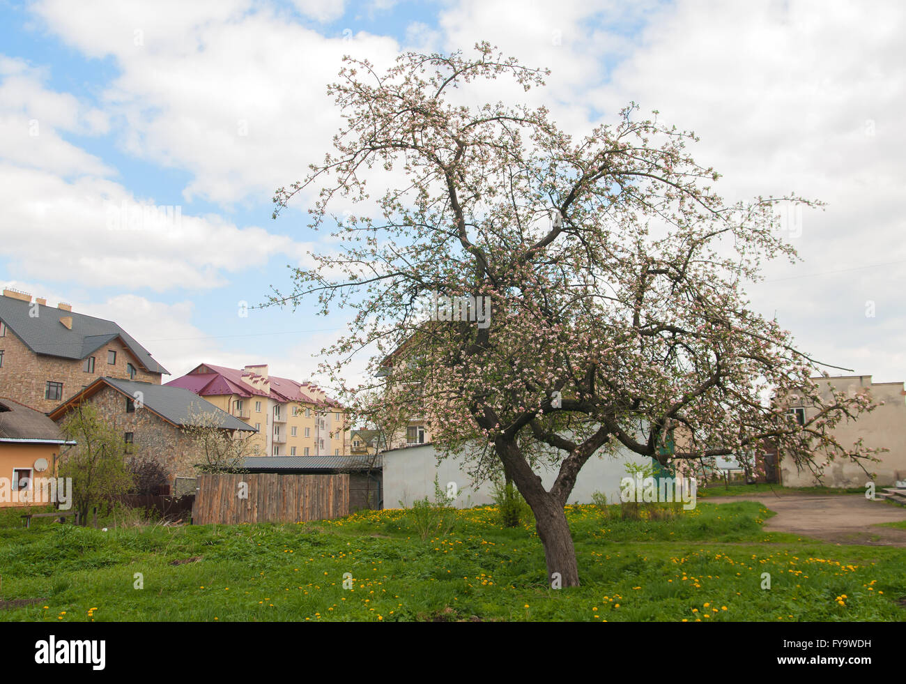 Empty apple tree hi-res stock photography and images - Alamy