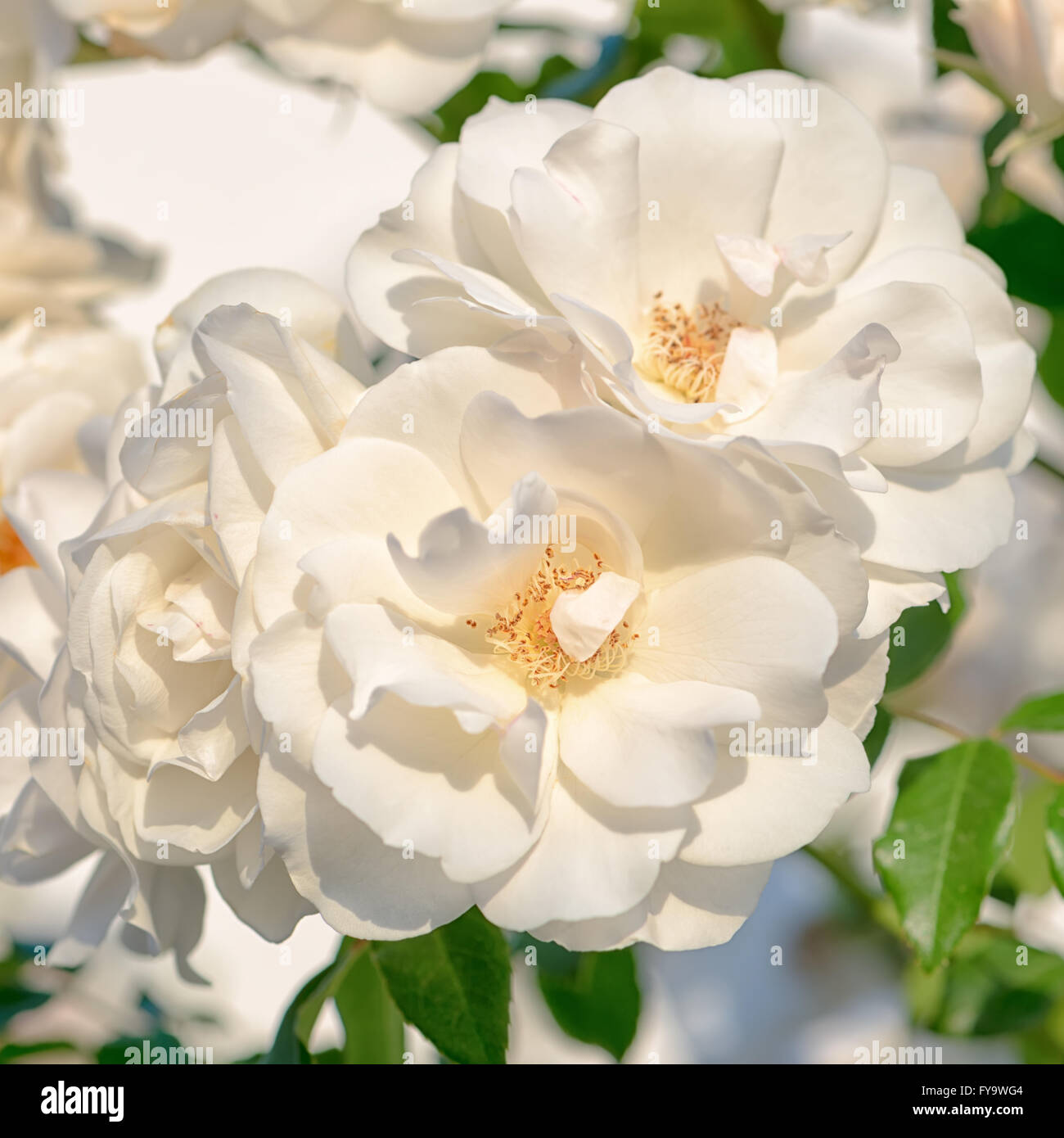 abstract romantic beautiful white rose flower on background, close up ...