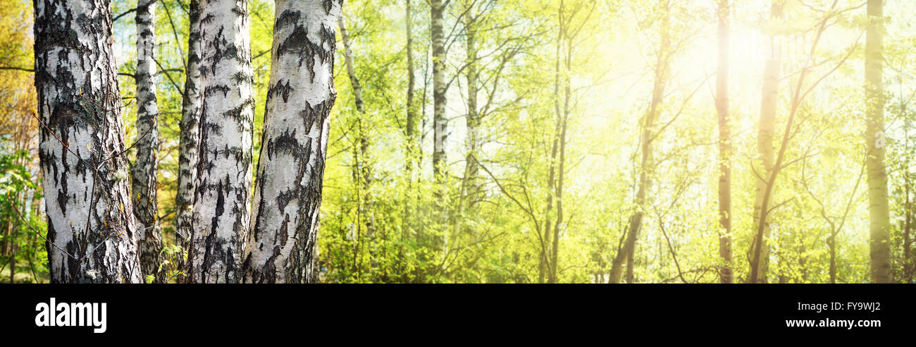 Blurred spring background Stock Photo - Alamy