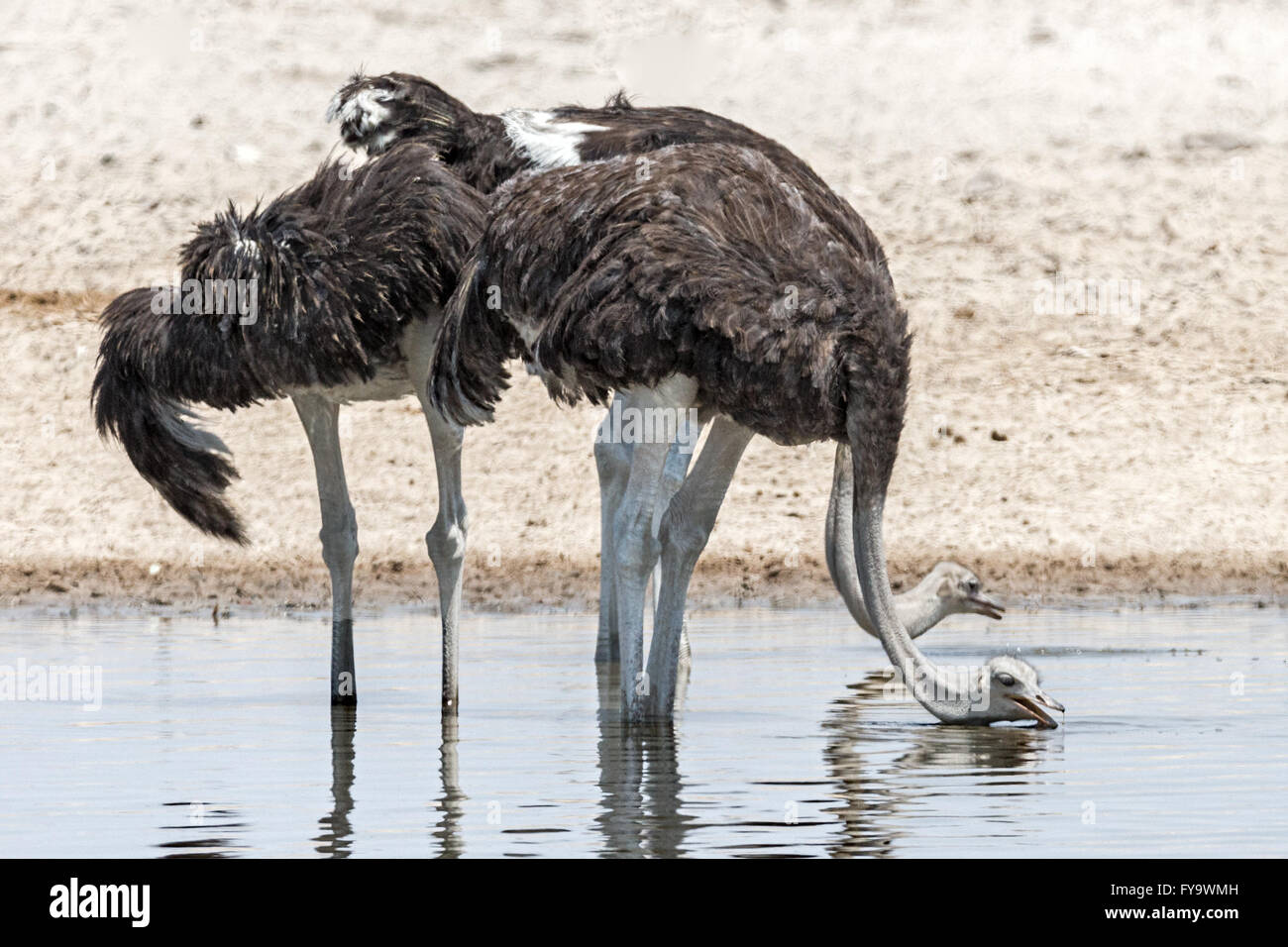 Ostriches drinking hi-res stock photography and images - Alamy