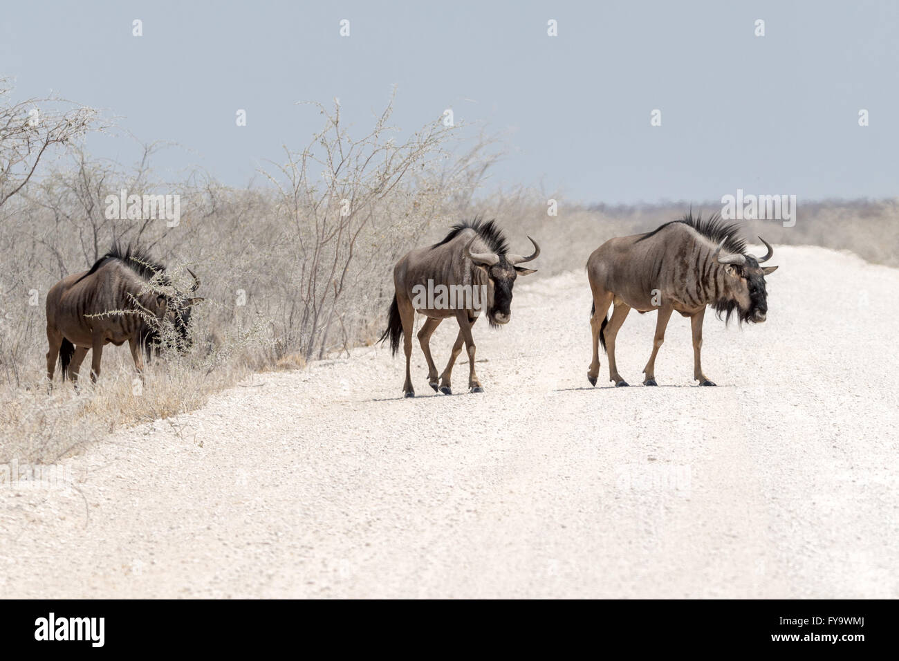 Blue Wildebeest aka Gnu, crossing a track, Etosha National Park ...