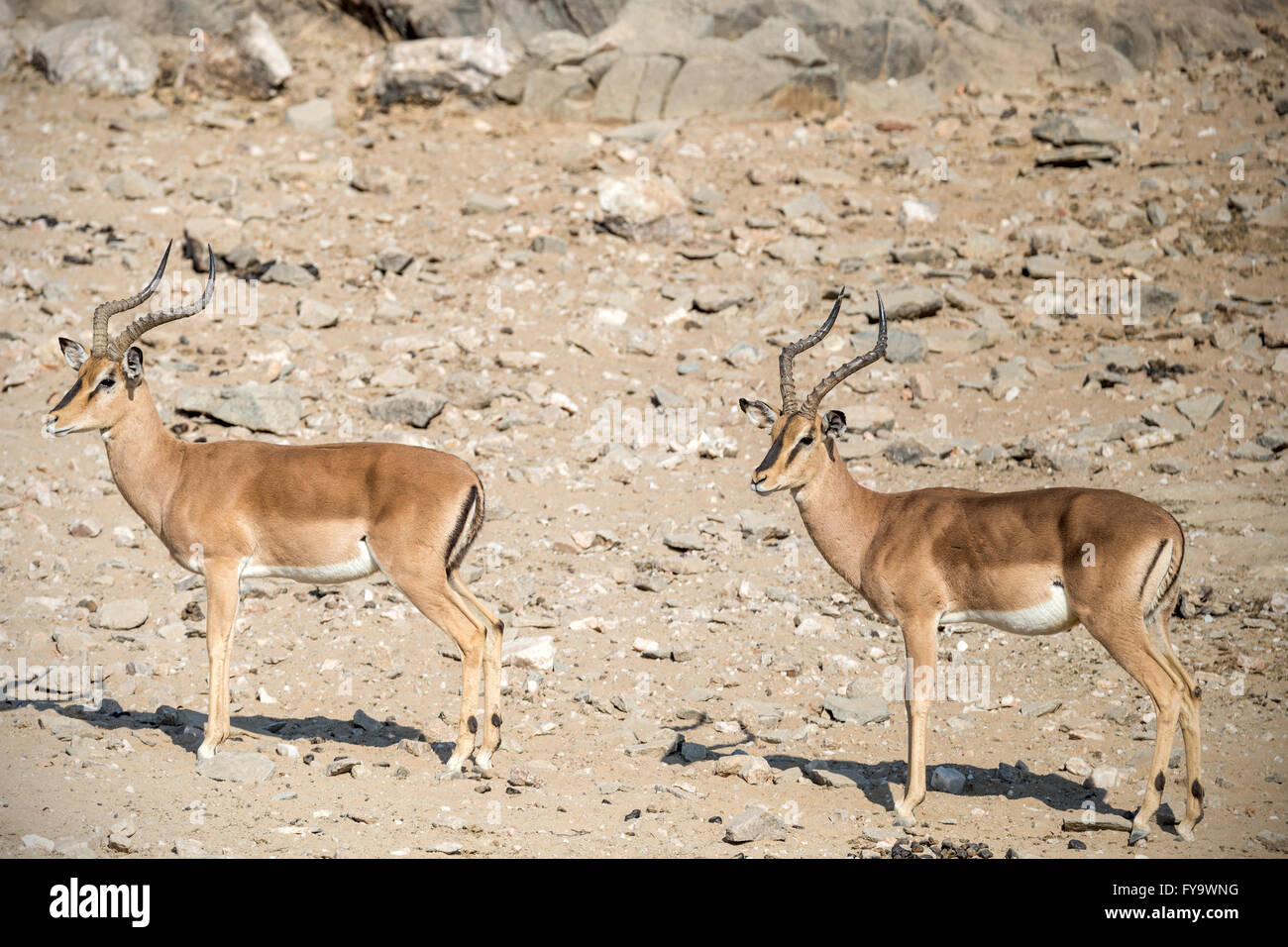 Black faced impalas hi-res stock photography and images - Alamy