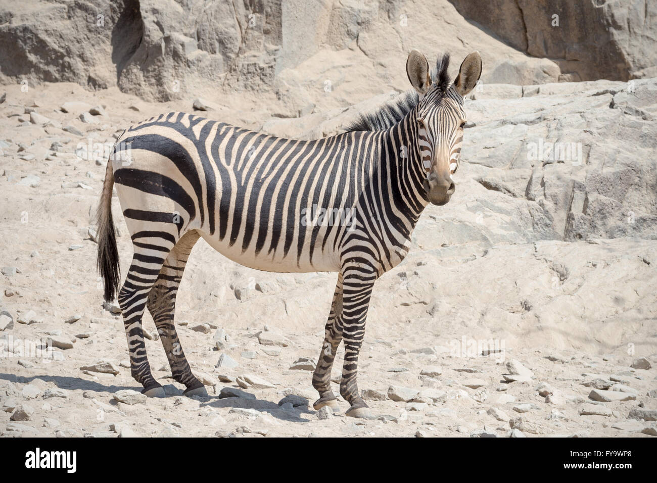Hartmanns mountain zebra damaraland namibia hi-res stock photography ...