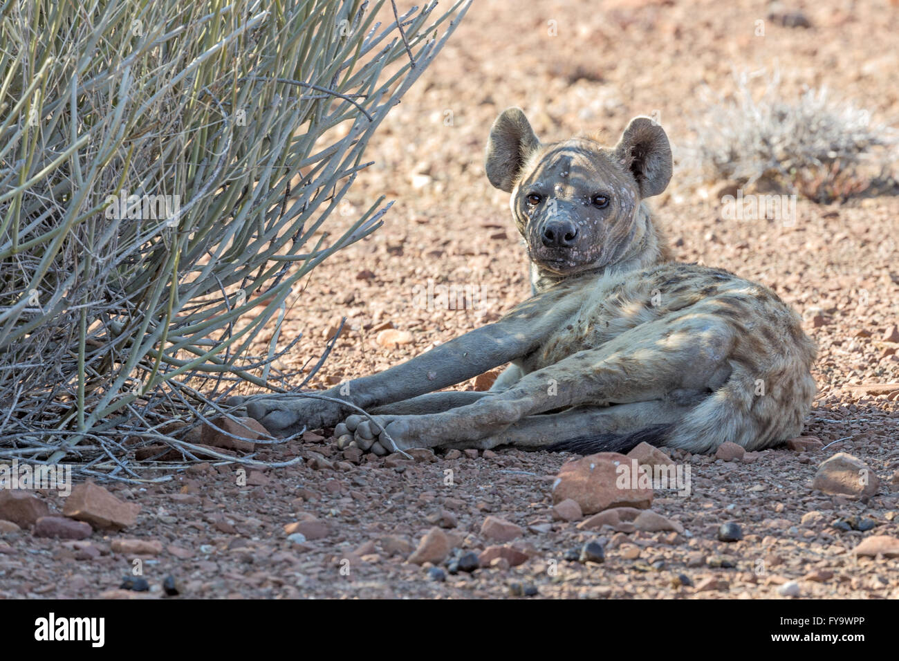 Spotted Hyena aka Spotted Hyena aka laughing hyena, with warty skin ...