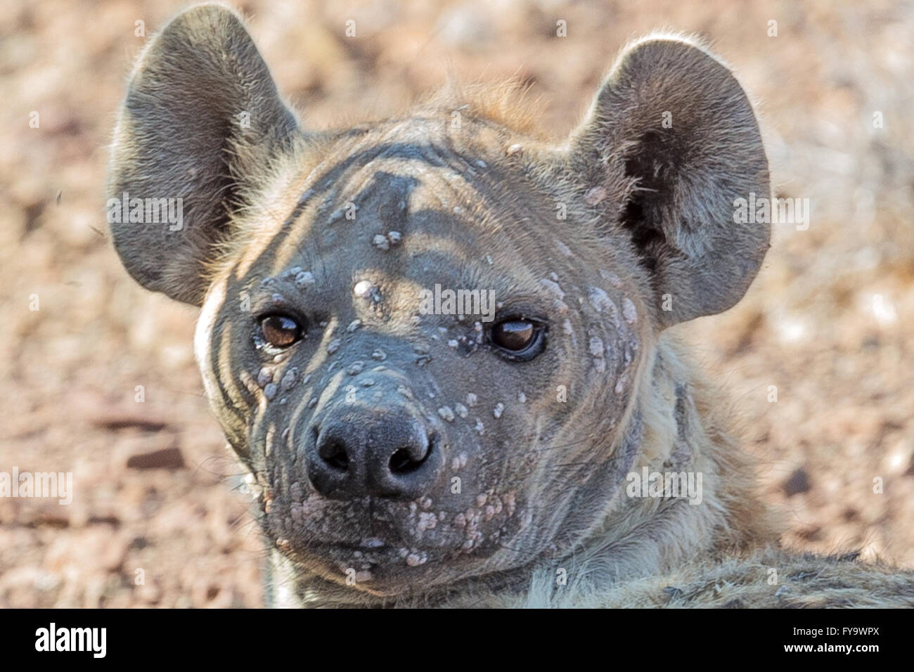 Spotted Hyena aka Spotted Hyena aka laughing hyena, with warty skin ...