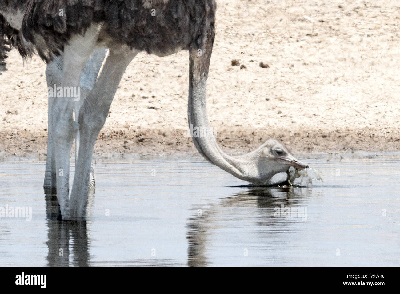 Ostrich water hi-res stock photography and images - Alamy