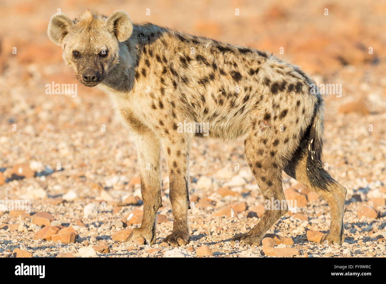 Spotted Hyena aka laughing hyena, with warty skin lesions, possibly ...