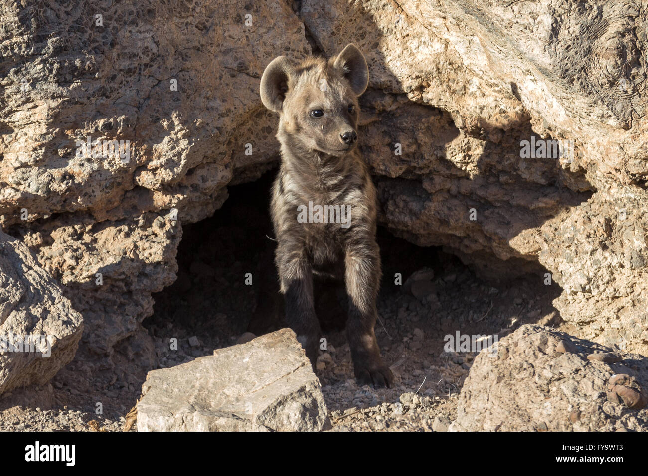 Spotted Hyena den juveniles Damaraland Namibia Stock Photo - Alamy