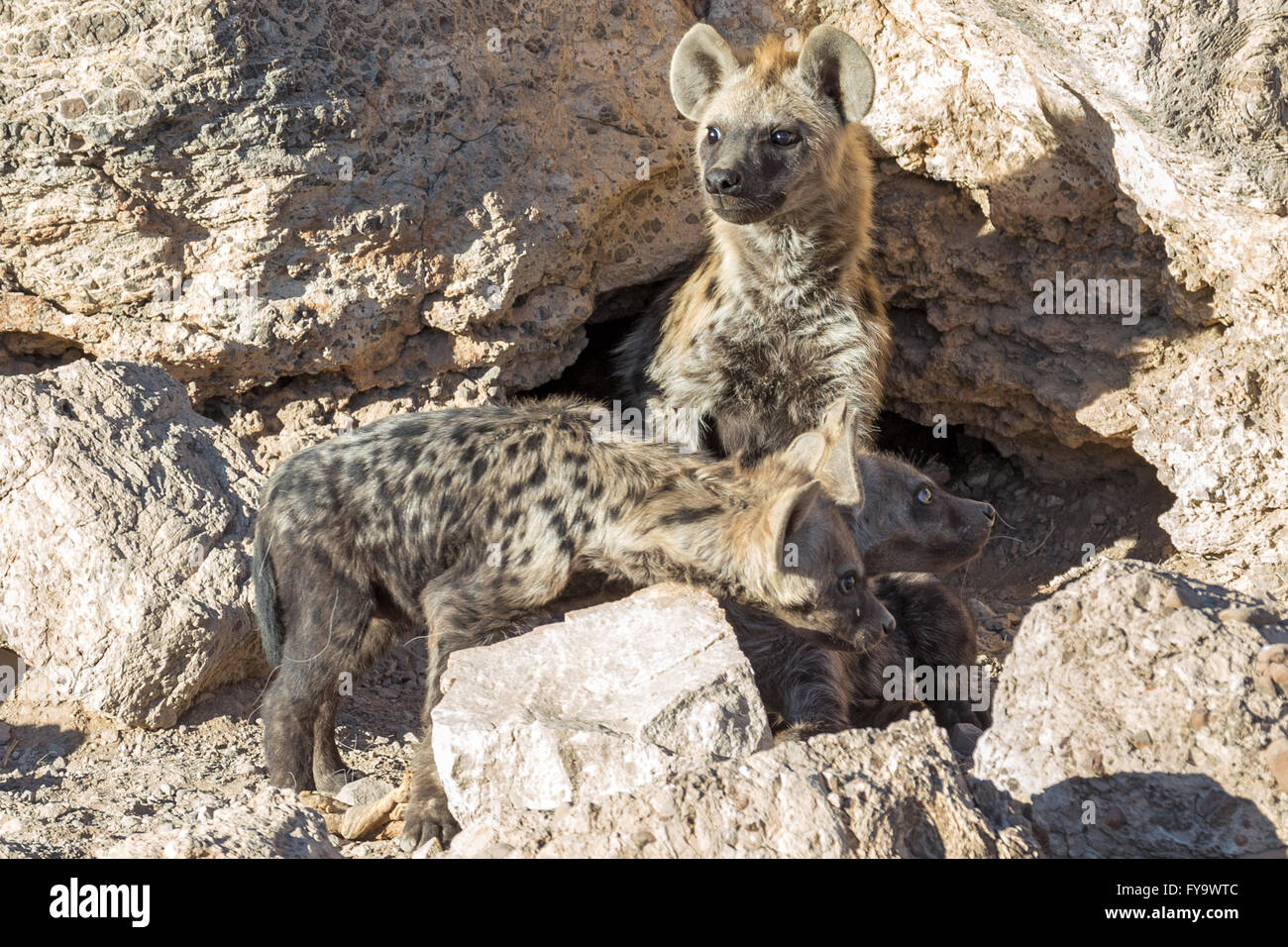 Spotted Hyena aka Laughing hyena, cubs at den, Damaraland, Namibia ...