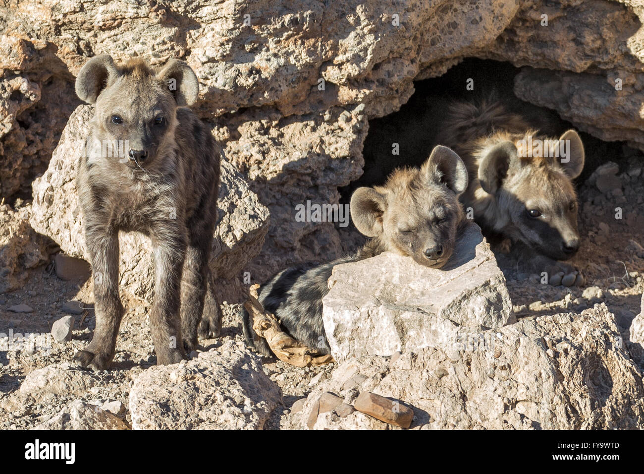 Spotted Hyena den, aka Laughing Hyena, juveniles, Damaraland, Namibia ...