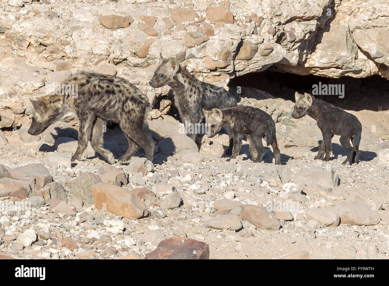 Spotted Hyena aka Laughing hyena, cubs at den, Damaraland, Namibia ...