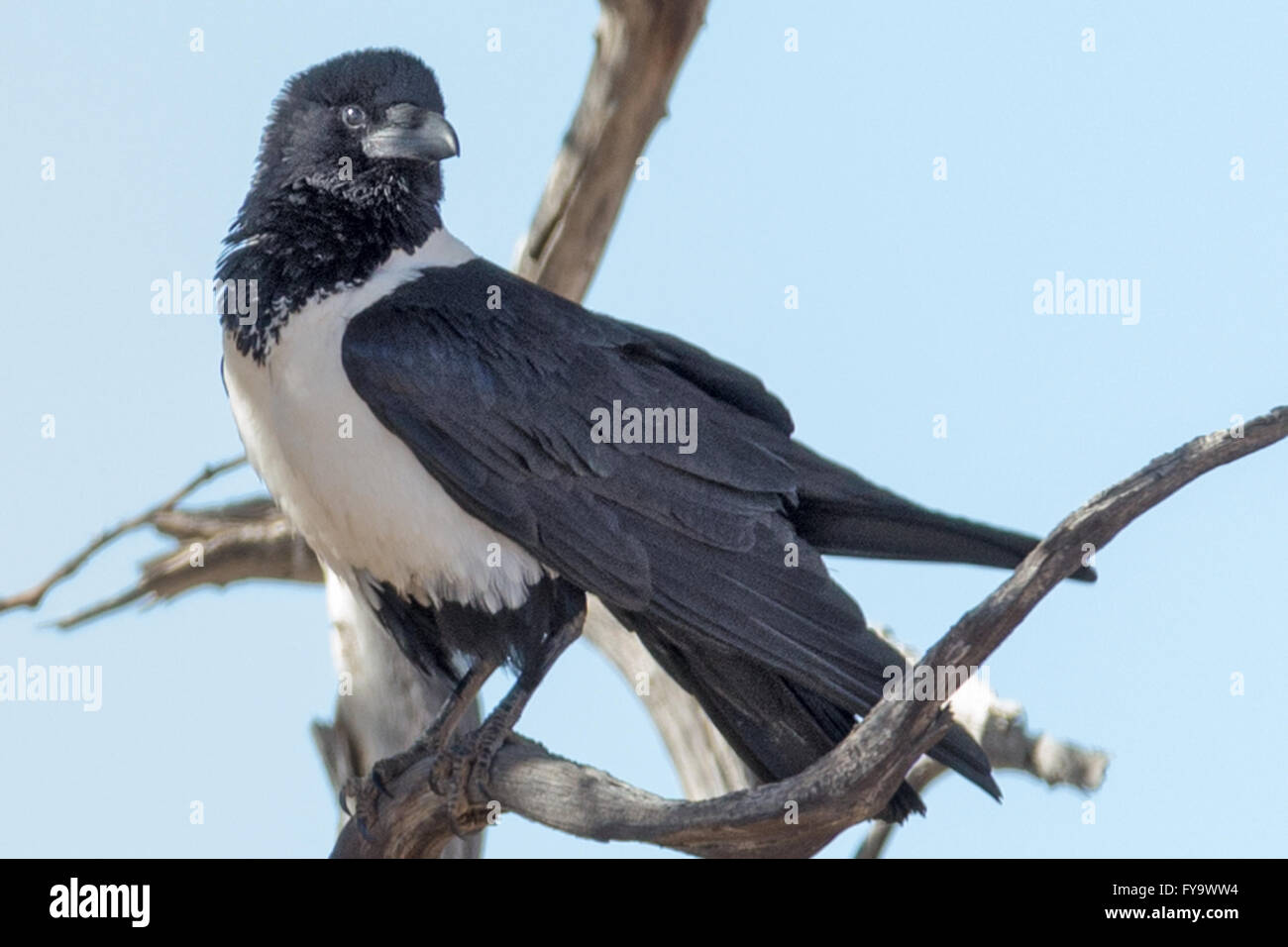 Pied crow, Corvus albus, Damaraland, Namibia Stock Photo - Alamy